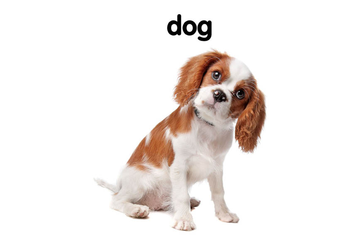 Crickets 1 Flash Cards Unit 4