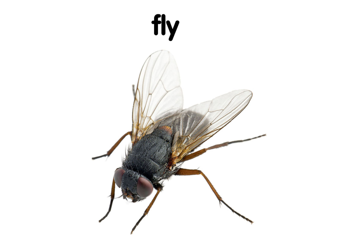 Crickets 1 Flash Cards Unit 6