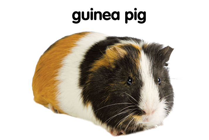 Crickets 1 Flash Cards Unit 6