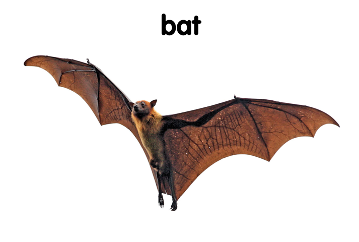 Crickets 1 Flash Cards Unit 8