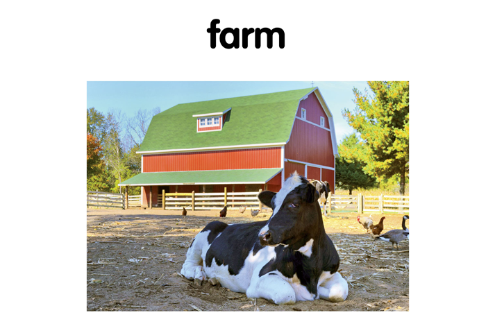 Crickets 3 Flash Cards Unit 4