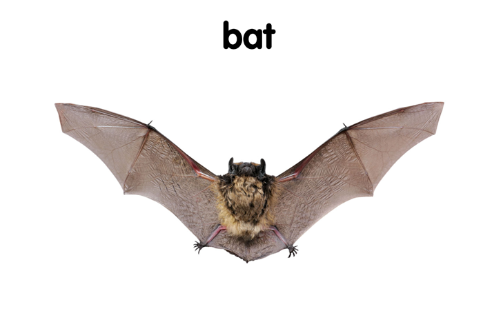 Crickets 3 Flash Cards Unit 6