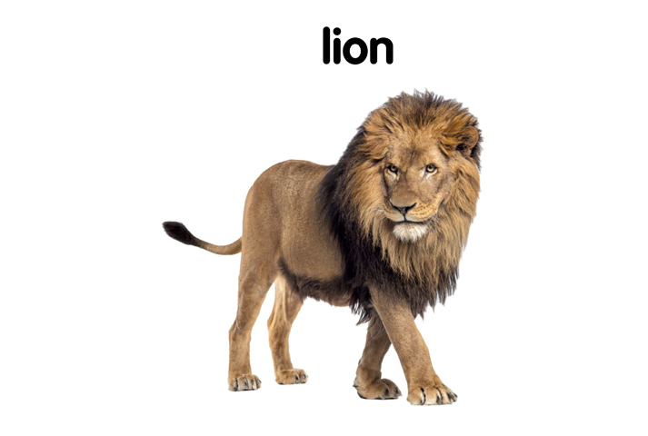 Crickets 3 Flash Cards Unit 6